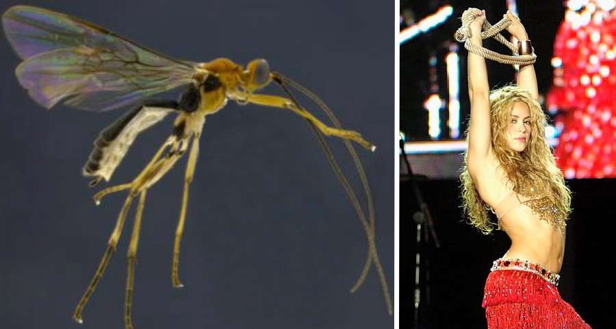 Desde La Avispa Shakira Hasta La Araña Greta Thunberg Cuáles Son Las
