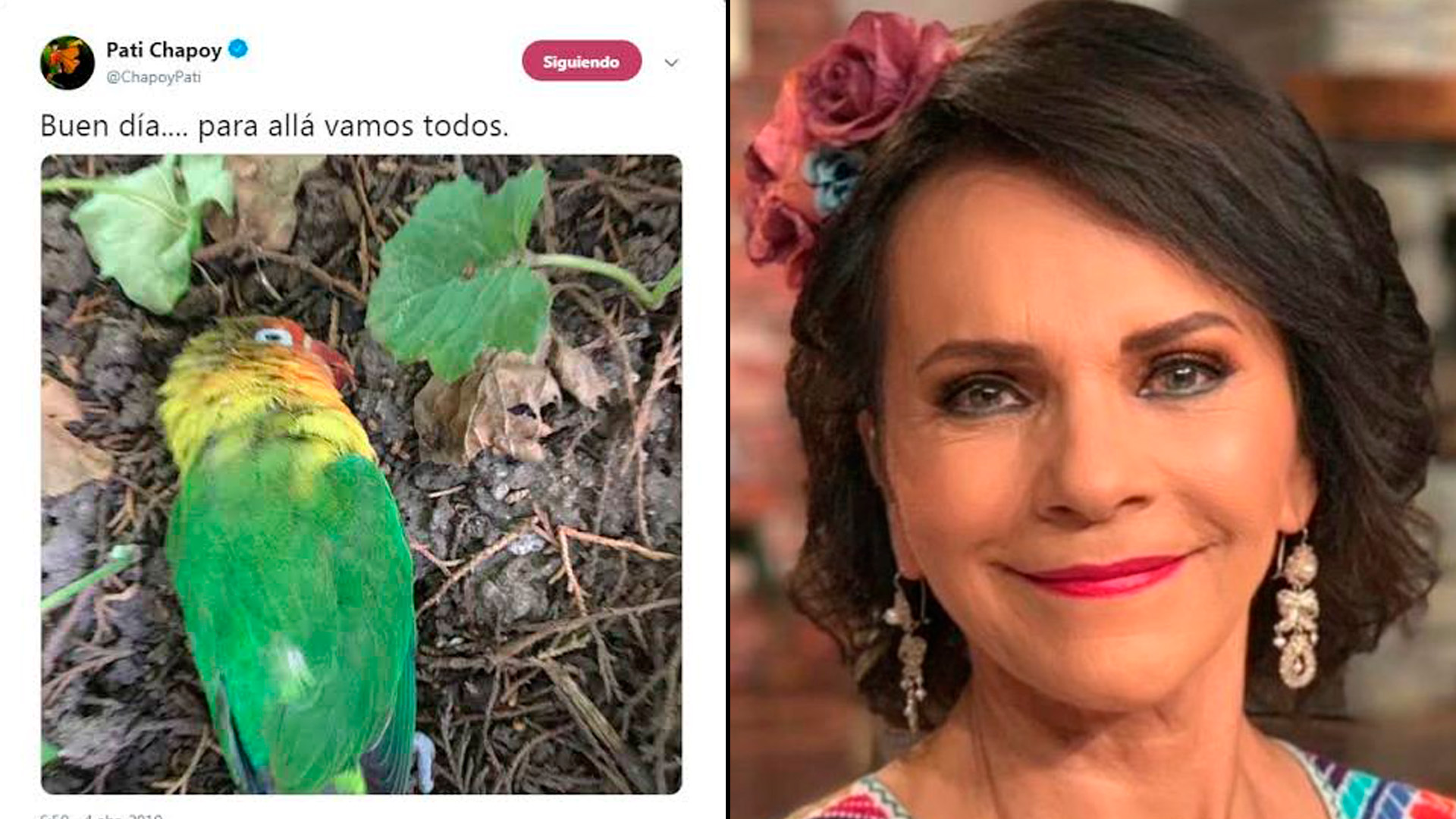 Para Allá Vamos Todos” Reviven Meme De Pati Chapoy Tras Foto De Pedro Sola Hospitalizado Infobae