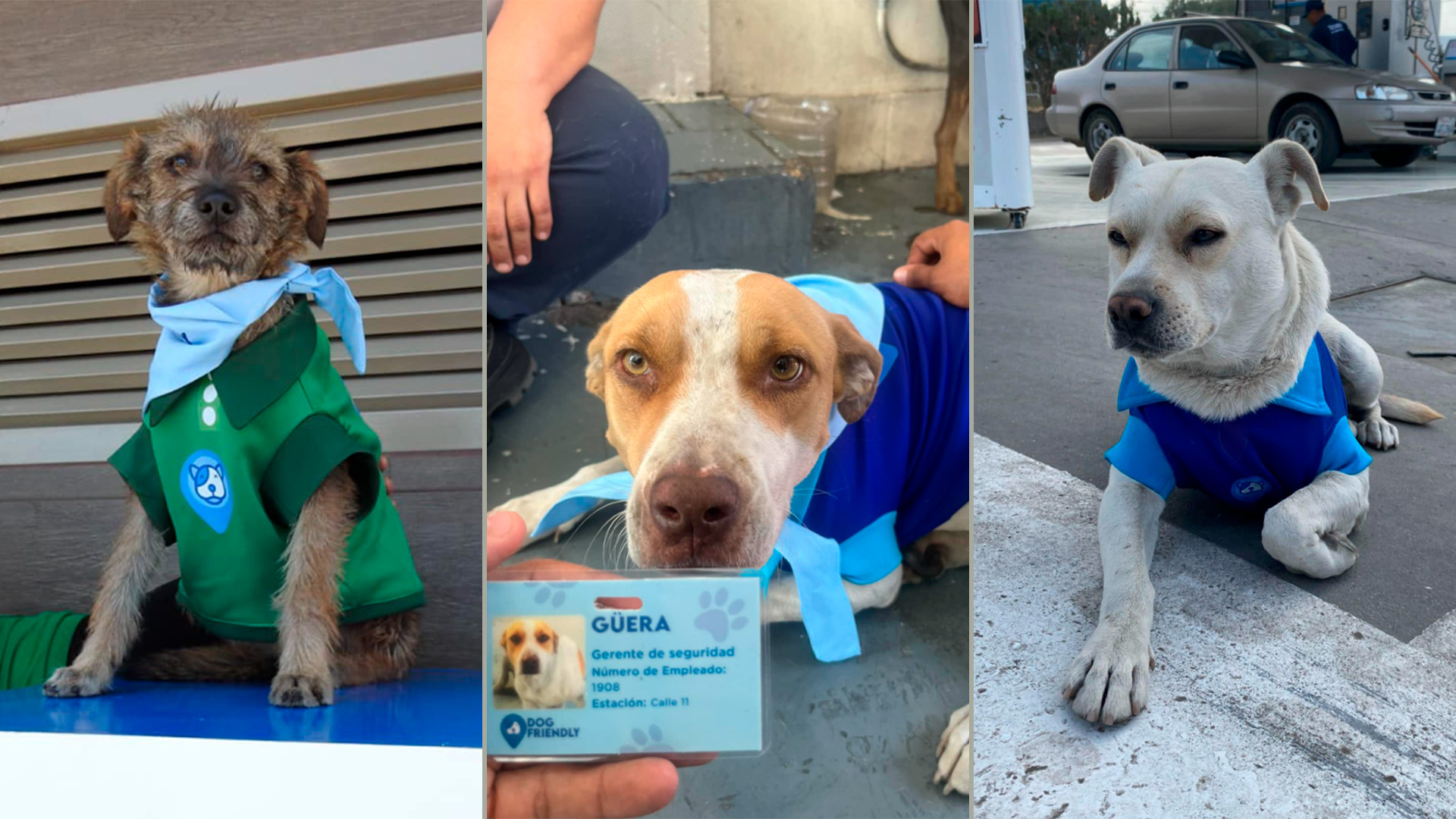 Los Perros Necesitan Tener Licencia En California