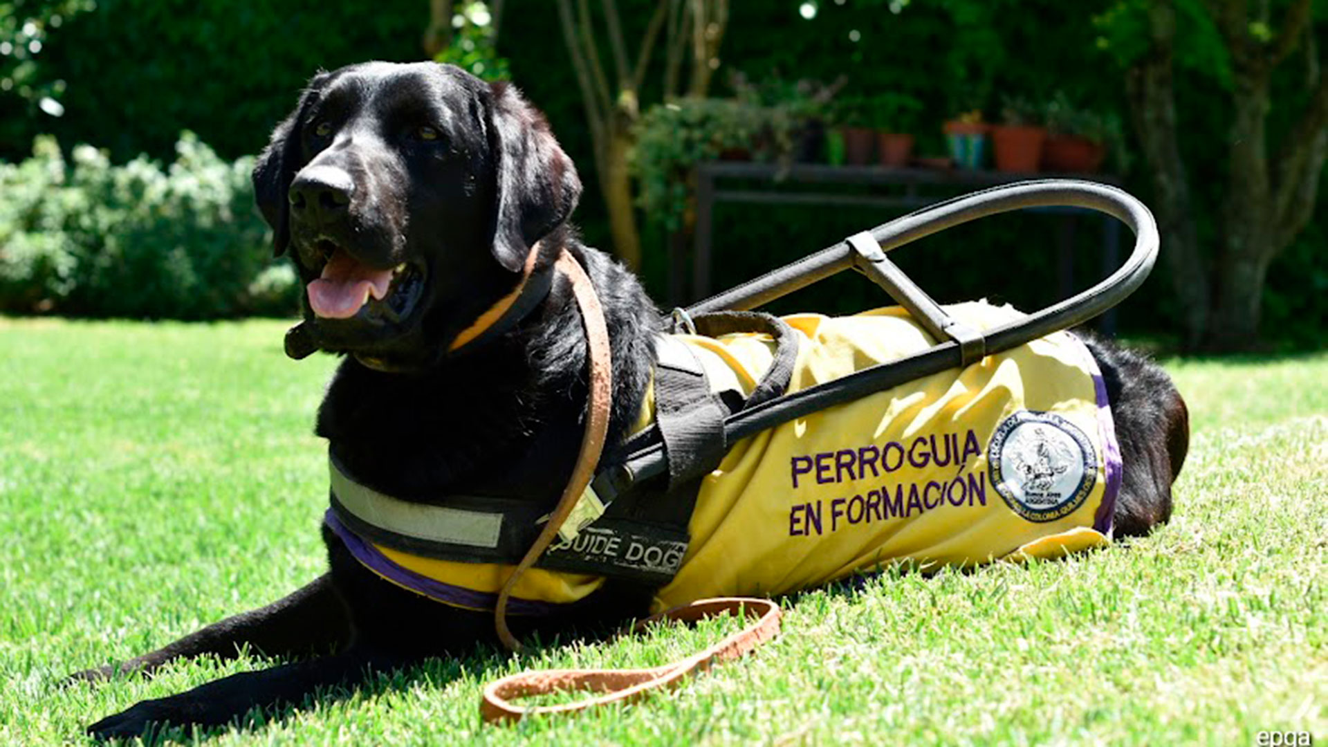 Perros Lazarillos