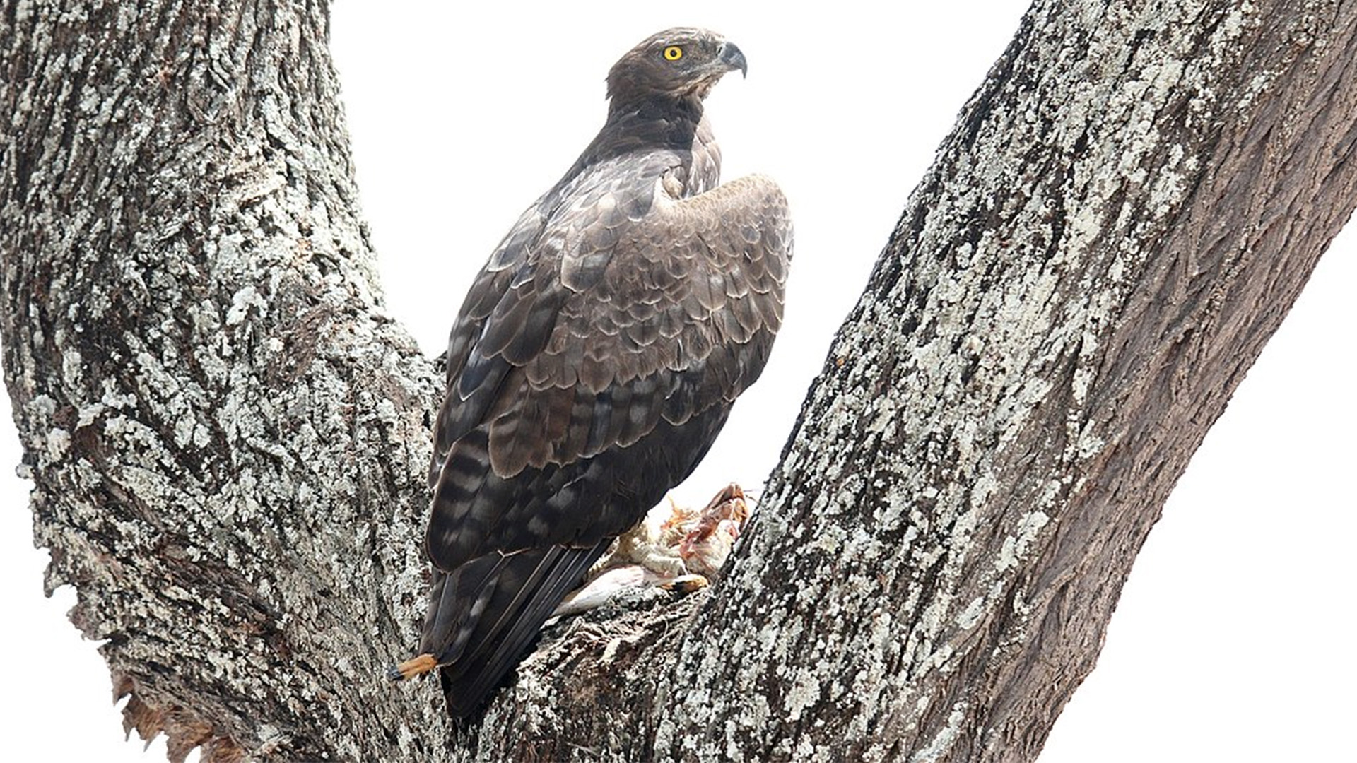 Animales Del águila Leonada Africana 🦅 Águila Real・Archivo STL