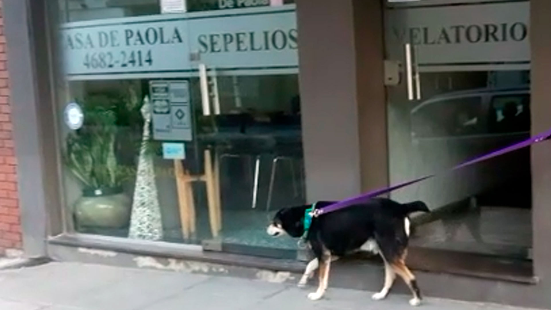 Negro” El Perro Que Buscaba Adoptante Con Un Cv Porque Su Dueño Murió Ya Tiene Nueva Familia