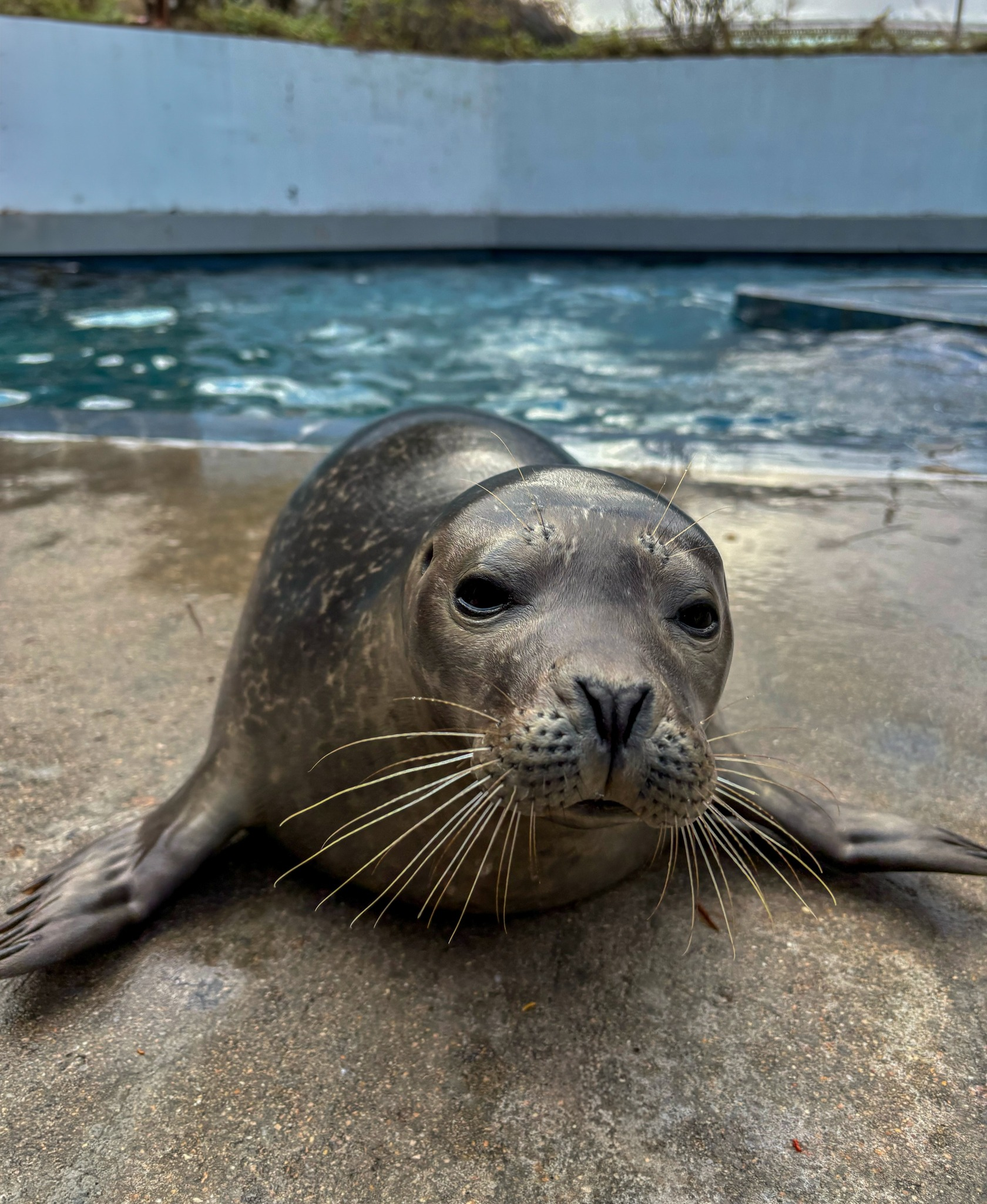 Foca Común Bajo El Agua