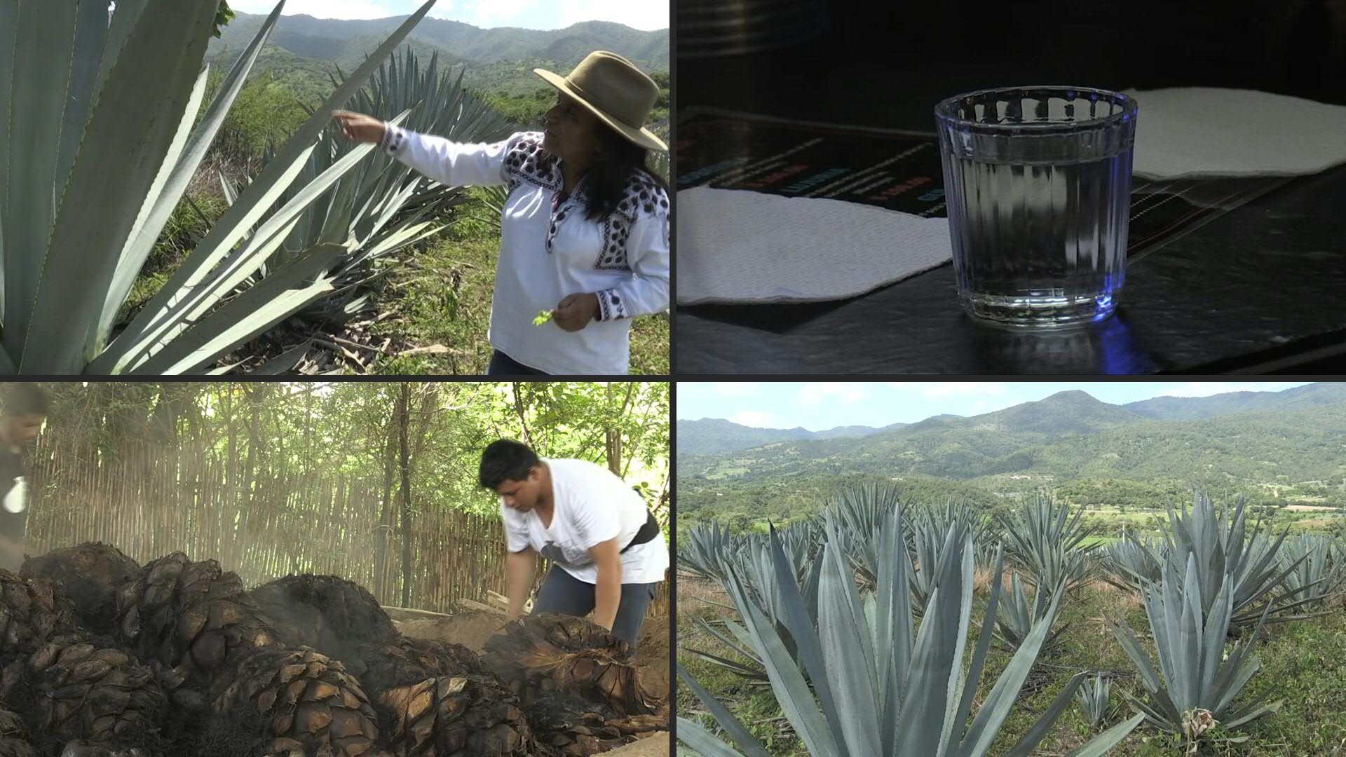 Mezcal Infobae 1496
