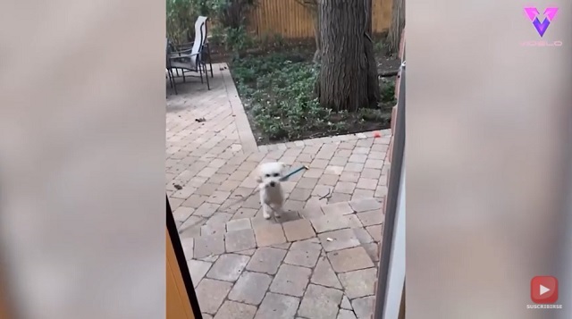 Desconecta Este Patoso Perro No Logra Cruzar La Puerta Con Un Caña De