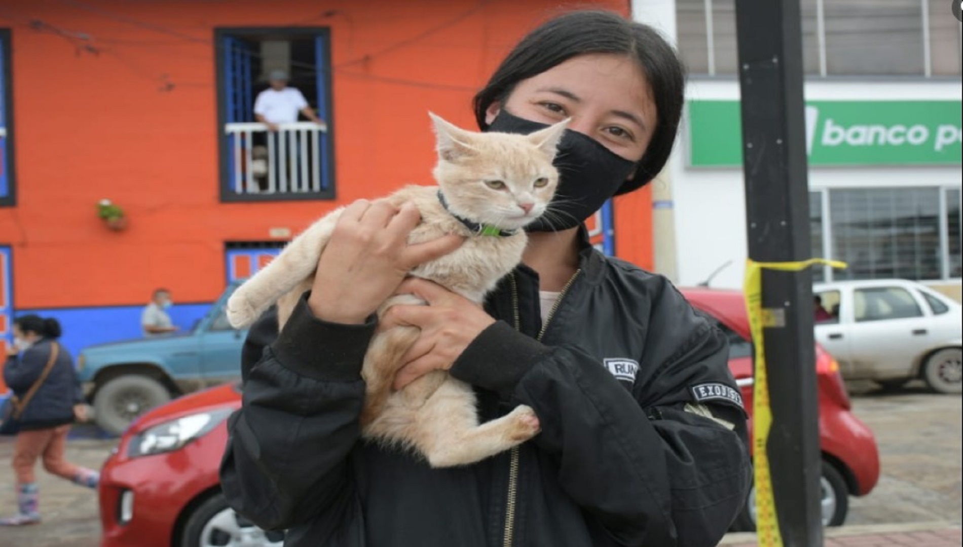 ¿gato Afuera O Gato Adentro De La Casa Consejos Para Su Cuidado Infobae