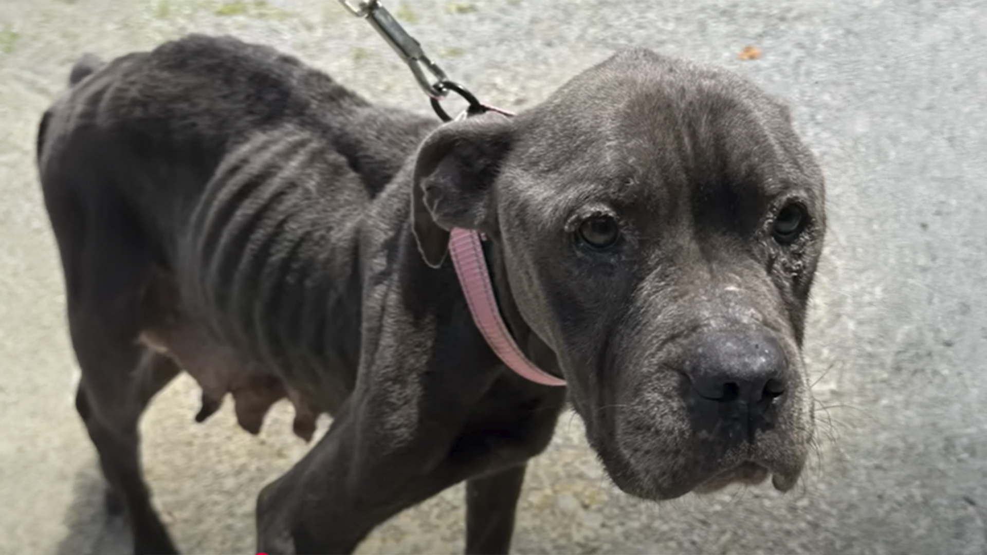 Pueden Los Perros Saber Si Estás Enojado Con Ellos