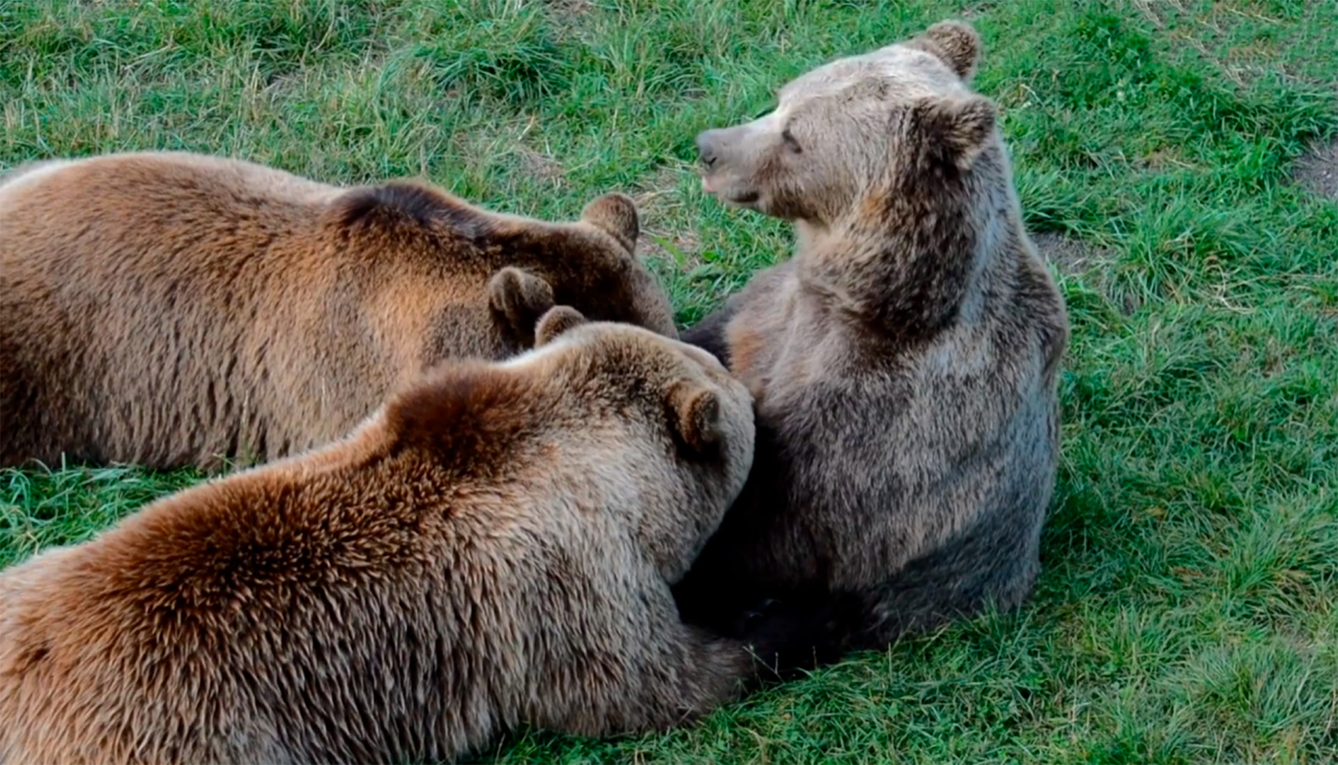 Adaptaciones Del Oso Grizzly