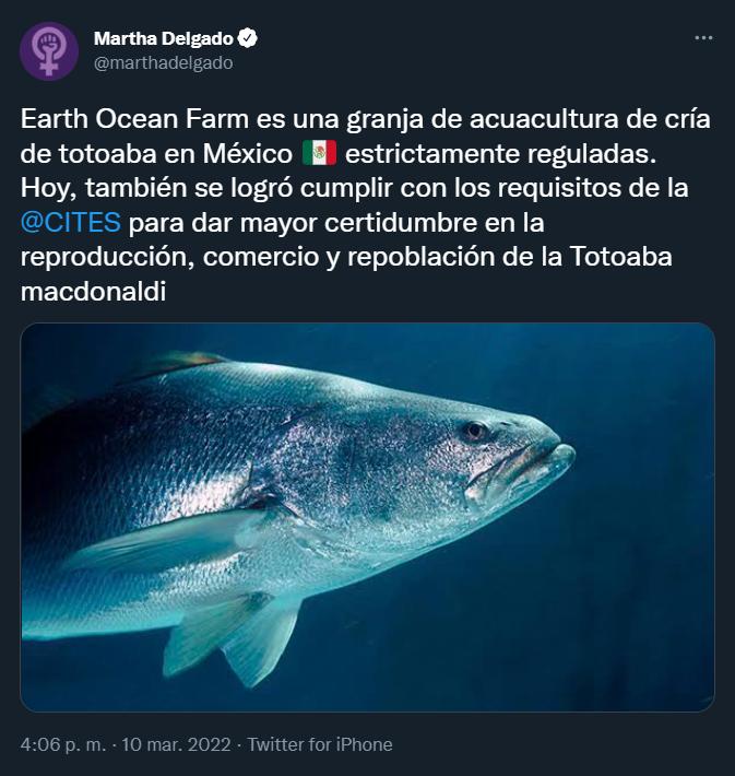 México Consiguió La Aprobación Para Comercializar Totoaba A Nivel Internacional Infobae