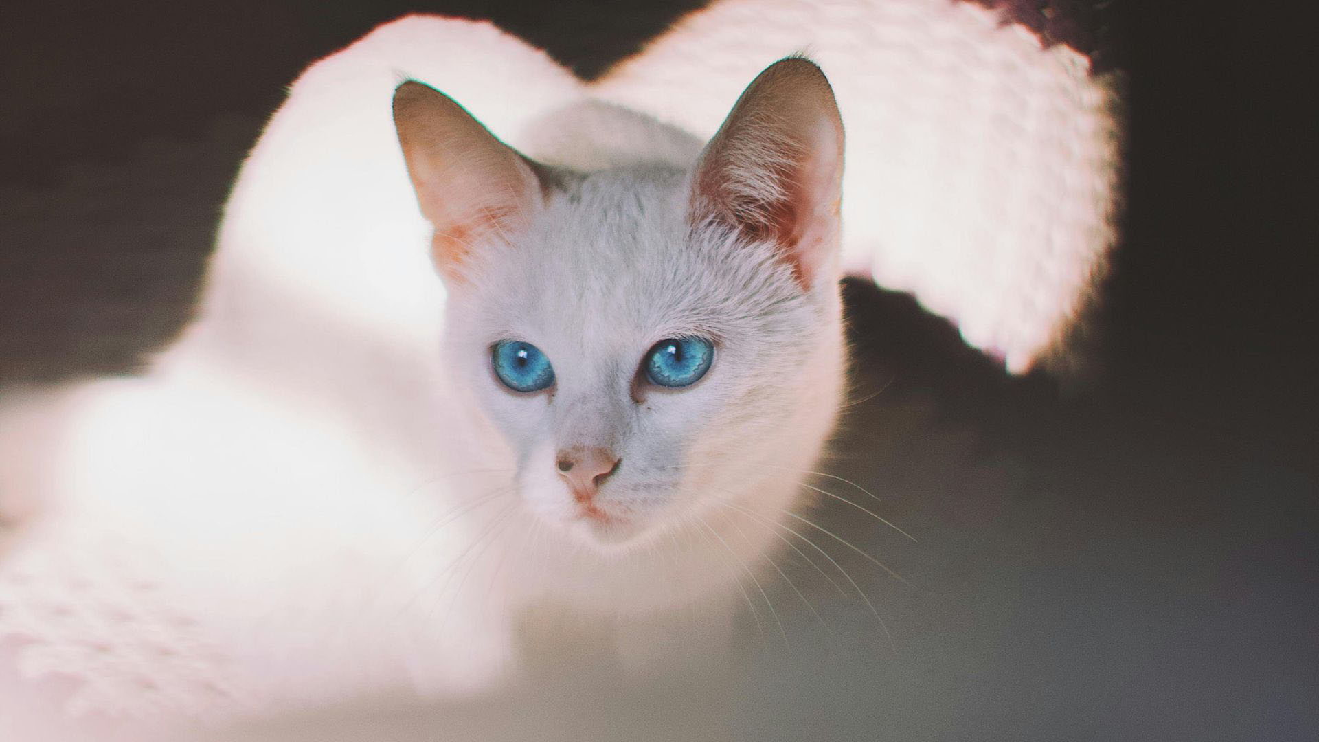 Gatitos Con Ojos Azules Lienzo Gato Ojos Azules | LaTostadora