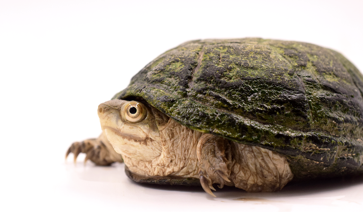 Anatomía De La Tortuga Del Desierto