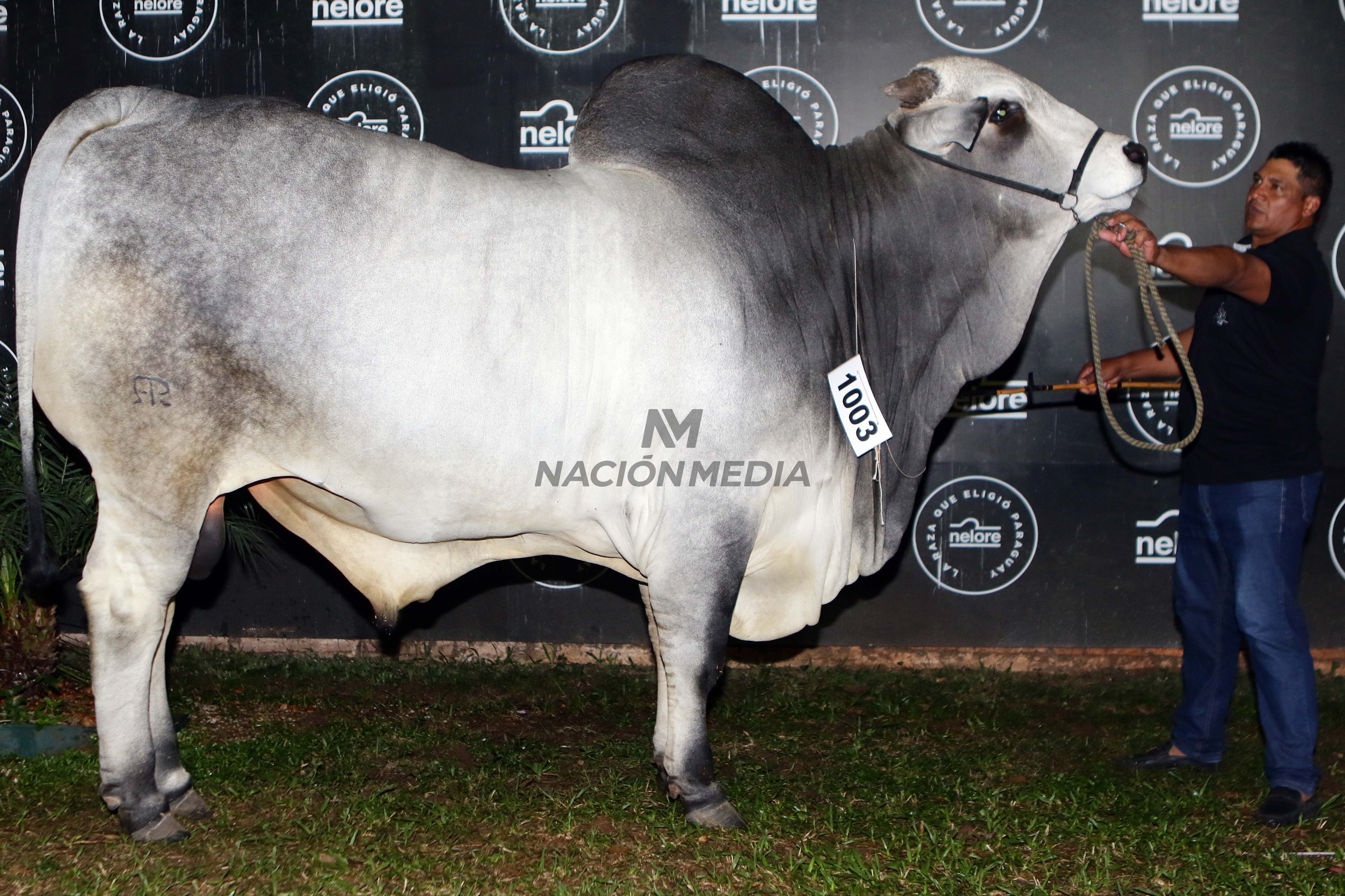 Datos Sobre El Ganado Brahman