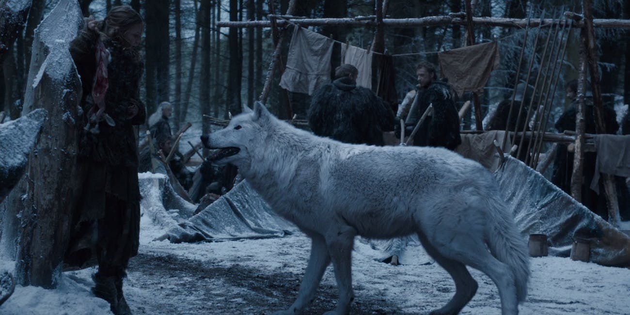 Cinco Datos Curiosos Sobre Los Lobos De Game Of Thrones