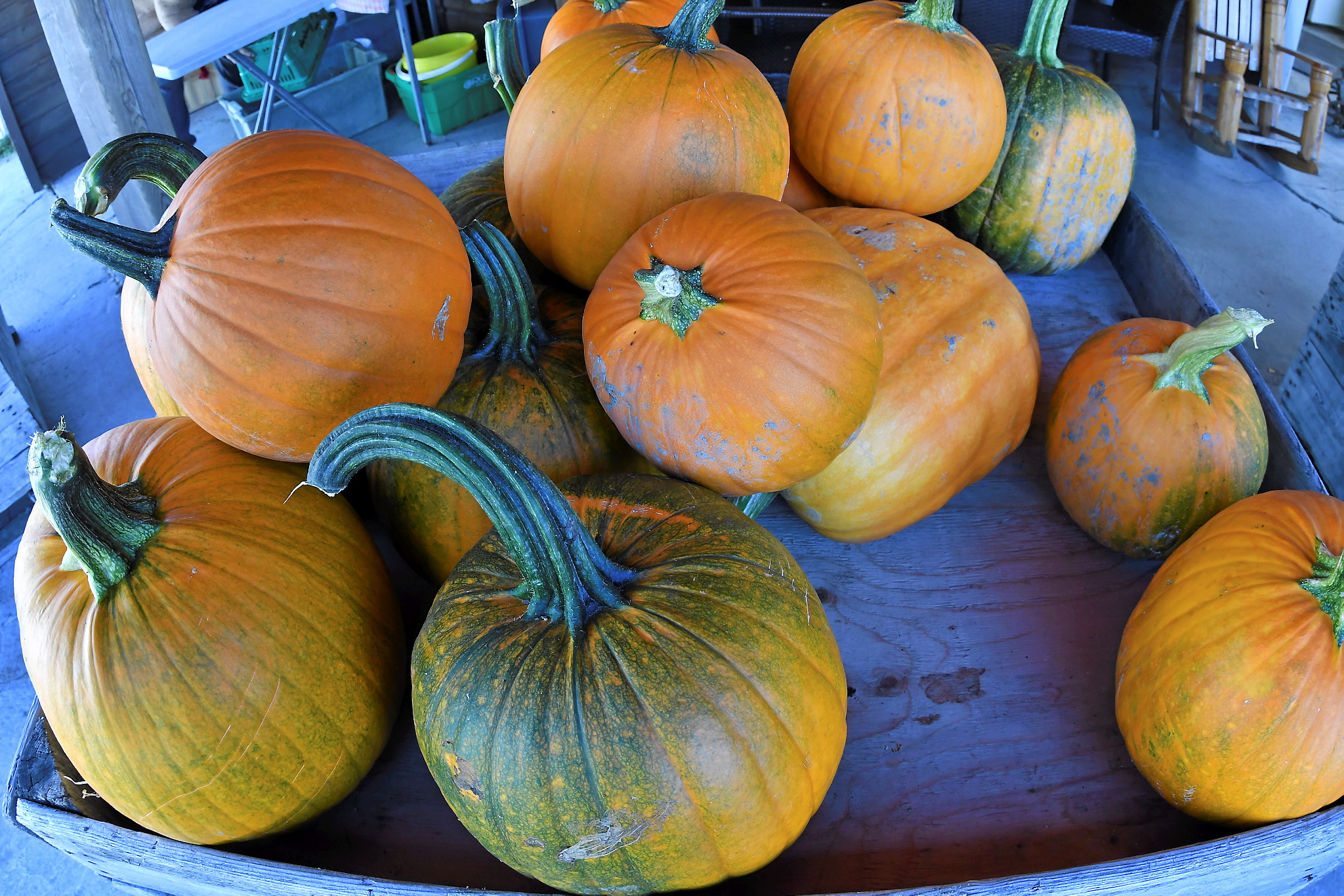 Champ De Citrouilles Imprimable Les Meilleurs Endroits Pour Cueillir