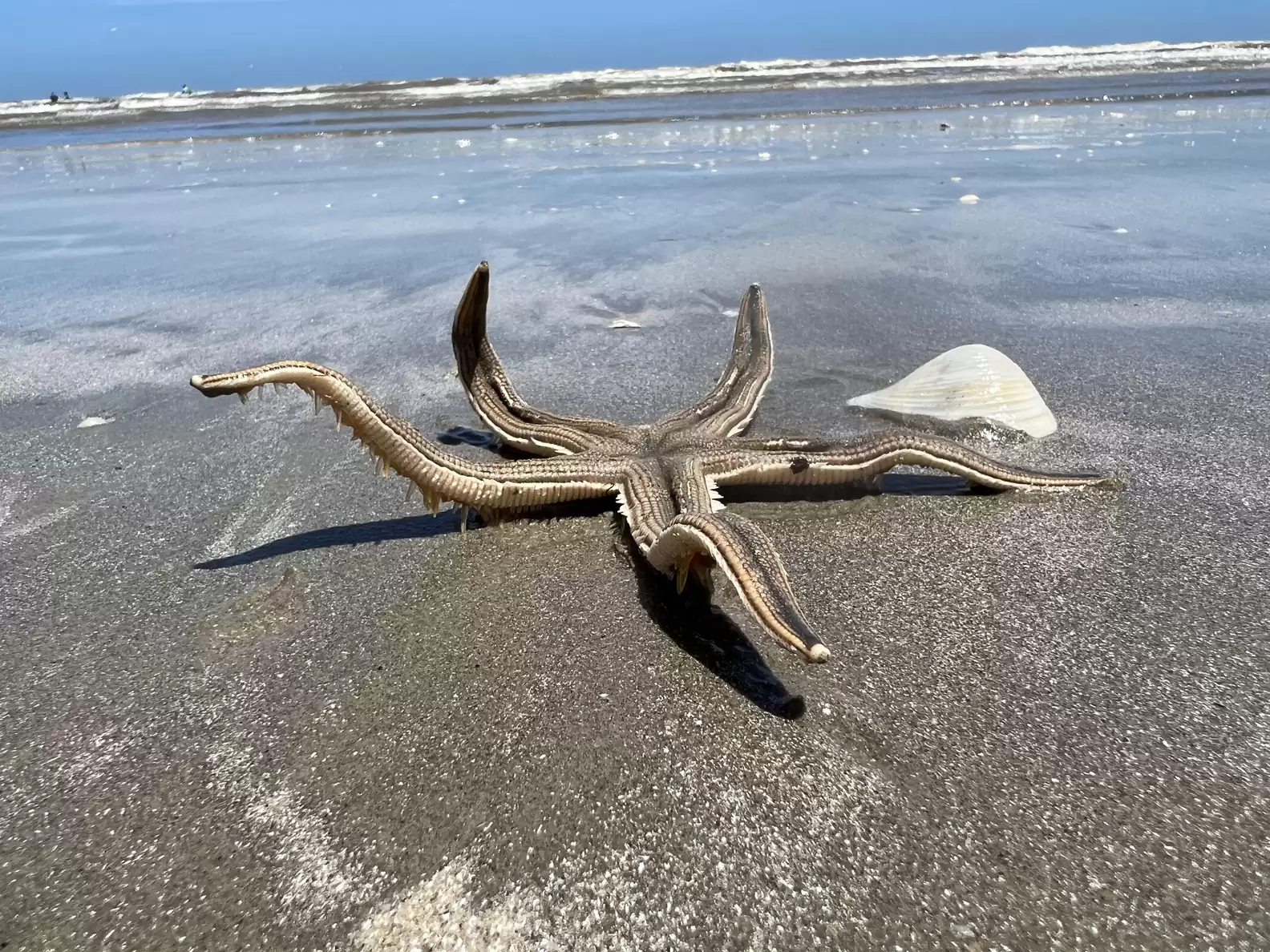 Estrela Do Mar Gigante Estrelas Do Mar E Outros Equinodermos Tudo