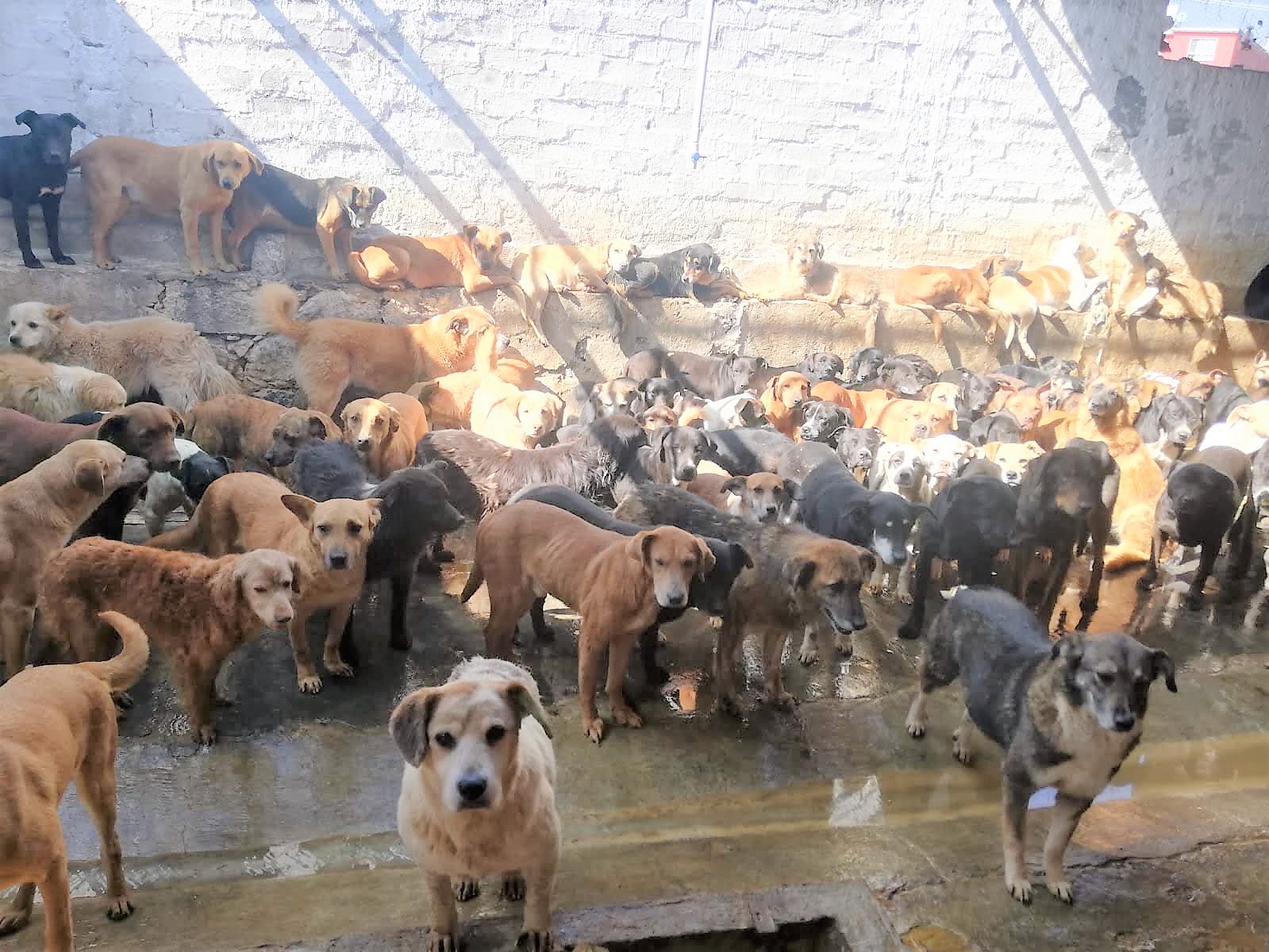 Es Legal Alimentar Perros Callejeros En India