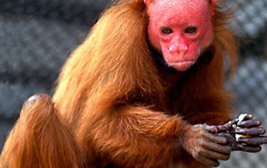 Animales Feos Del Mundo