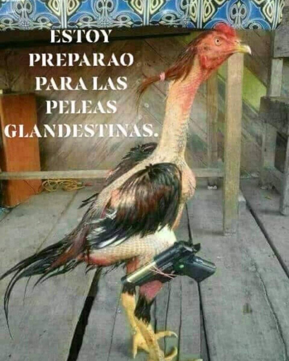 Peleas De Gallos Memes Jaime On X: "Why Nations Fail.