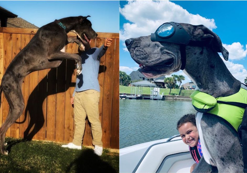 Zeus, El Perro Más Alto Del Mundo Conoce A Kevin, El Canino Con El