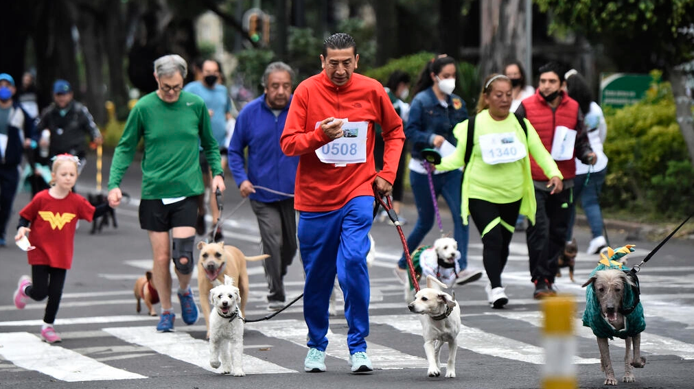 Carrera De Perros Grandes