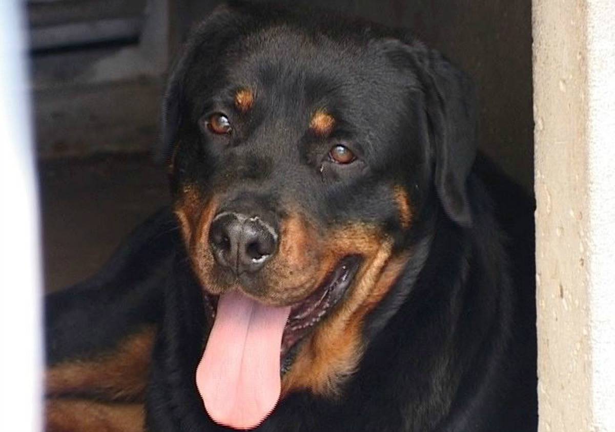 Ataque De Rottweiler Humano