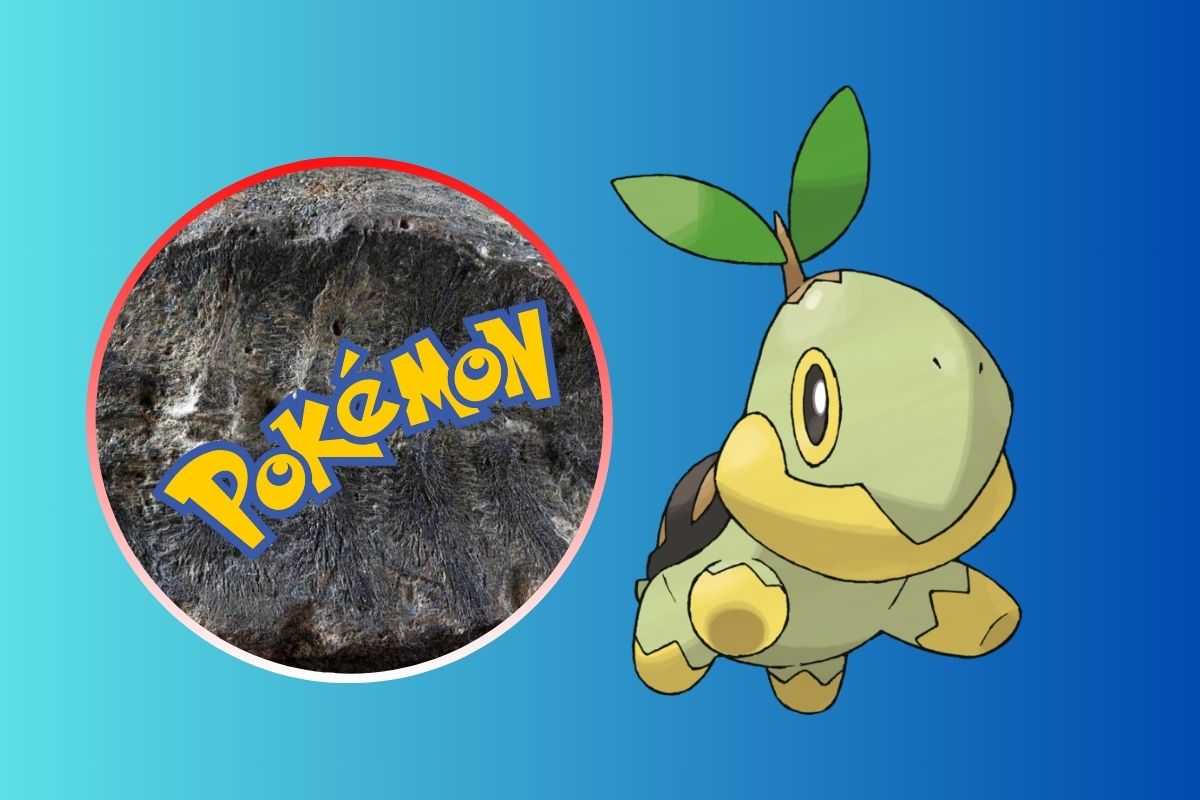 Fósil De Concha De Pokemon