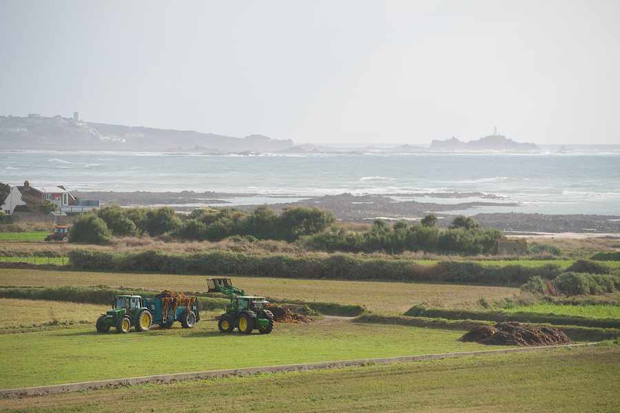 Pictures: Harvesting vraic from L'Etacq, St Ouen - Jersey Evening Post