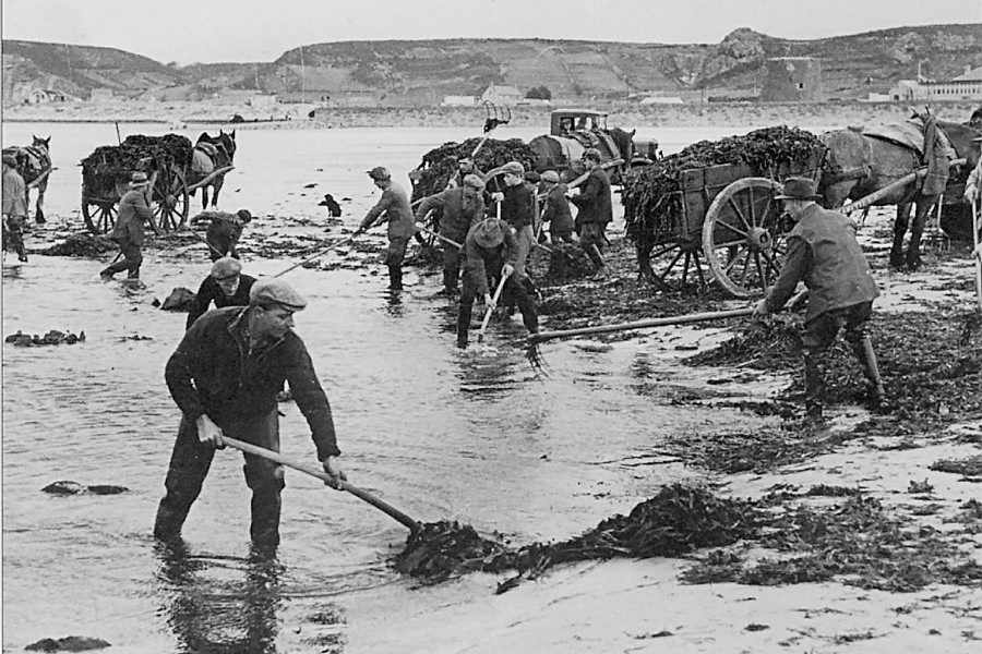 Pictures: Harvesting vraic from L'Etacq, St Ouen - Jersey Evening Post