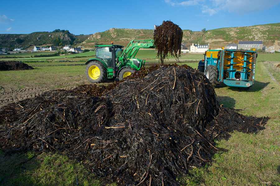 Pictures: Harvesting vraic from L'Etacq, St Ouen - Jersey Evening Post