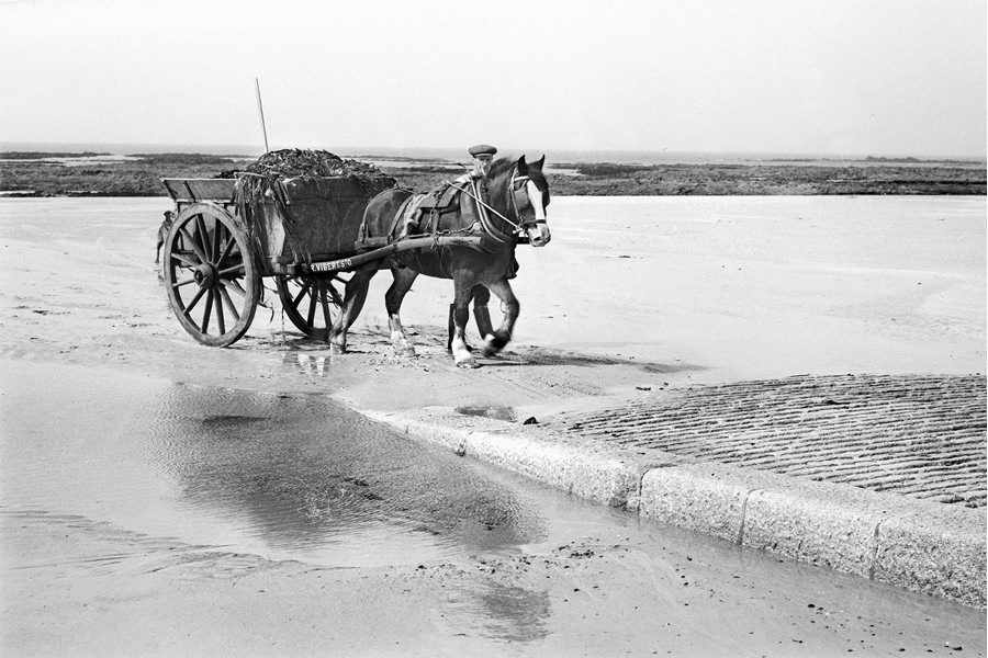 Pictures: Harvesting vraic from L'Etacq, St Ouen - Jersey Evening Post