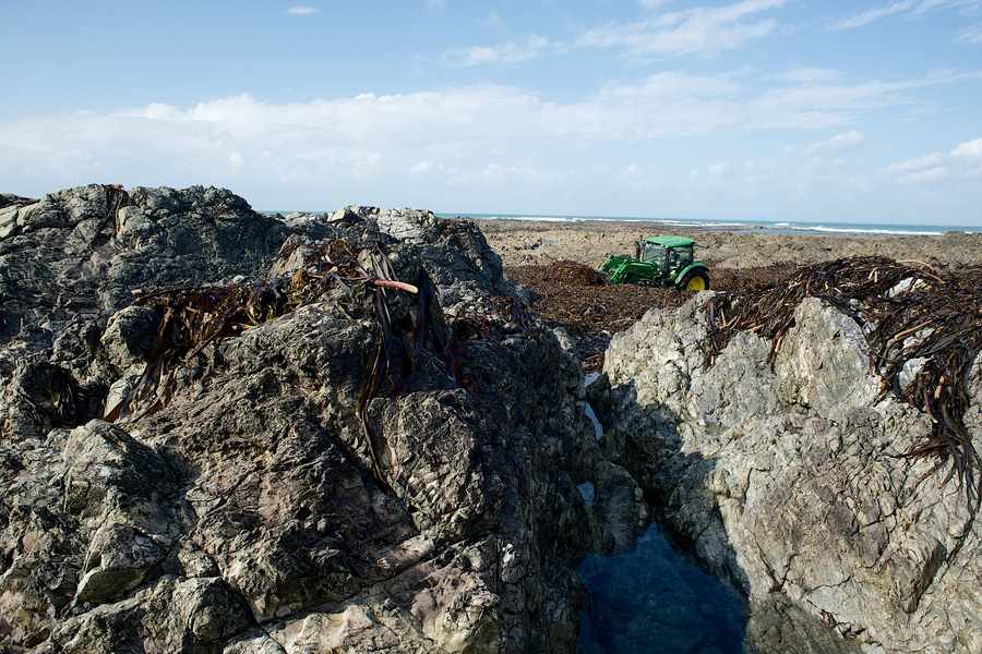 Pictures: Harvesting vraic from L'Etacq, St Ouen - Jersey Evening Post