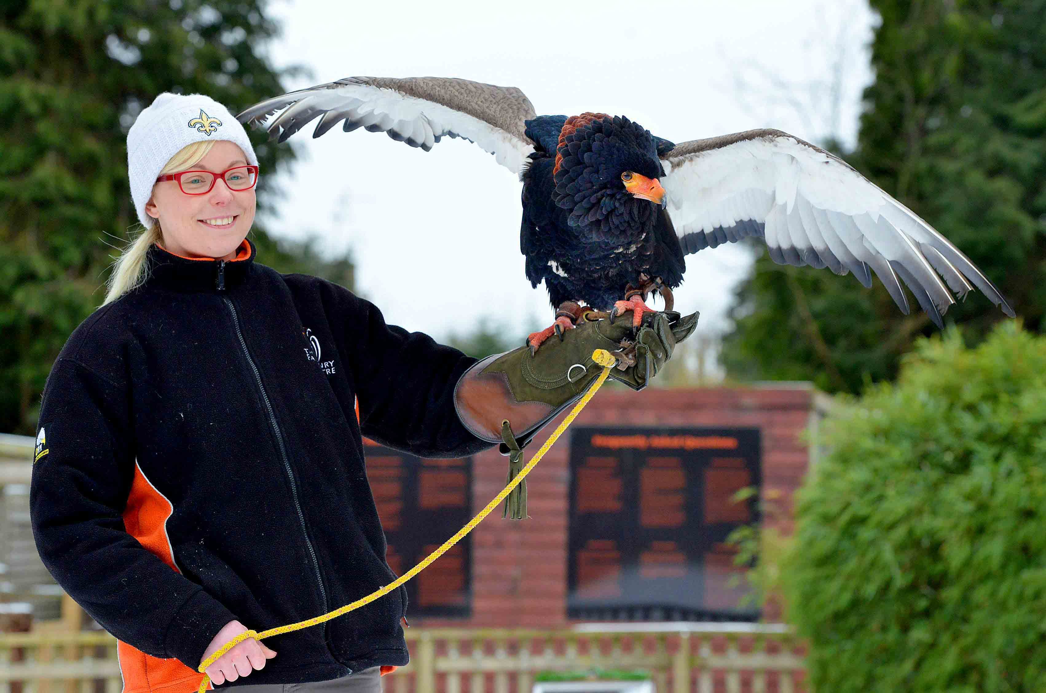 Bateleur Eagle Falconry