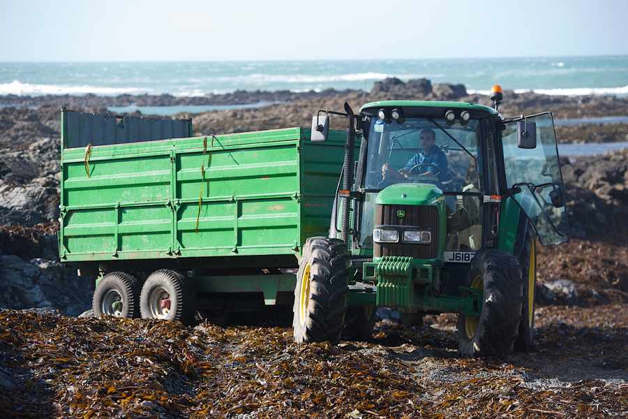 Pictures: Harvesting vraic from L'Etacq, St Ouen - Jersey Evening Post