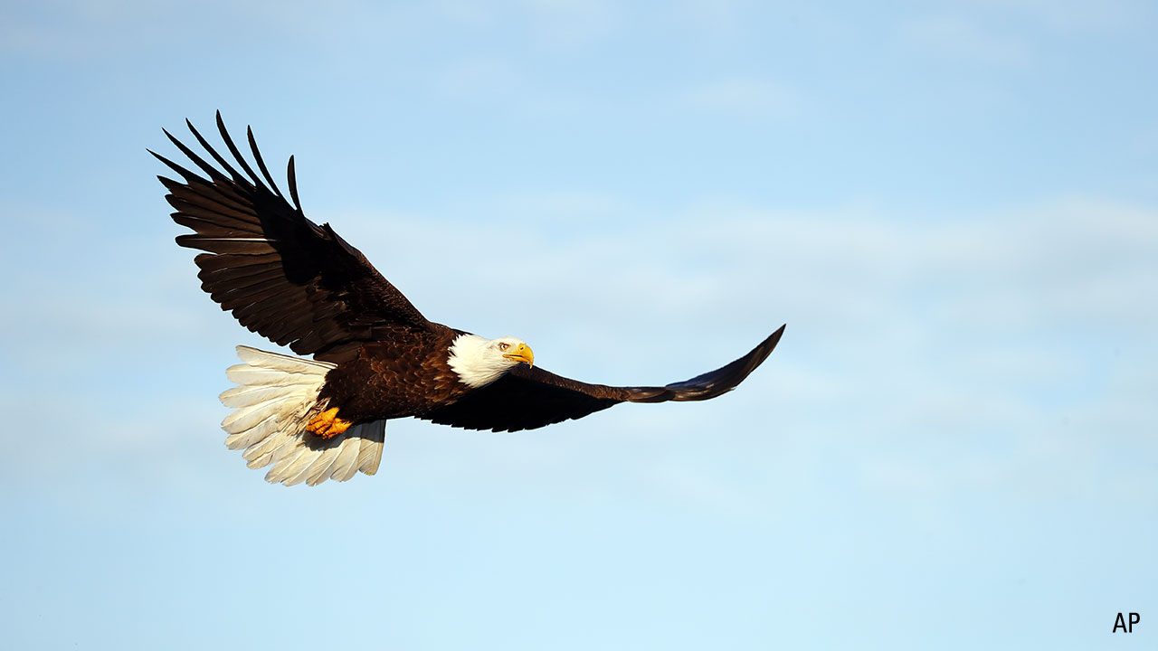 NDQ or IVV: what is the best ETF for US exposure?