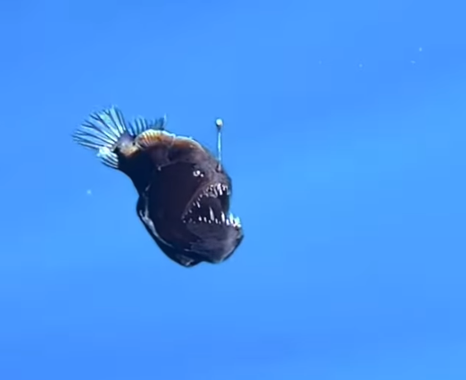 O Peixe Mais Raro Do Mundo