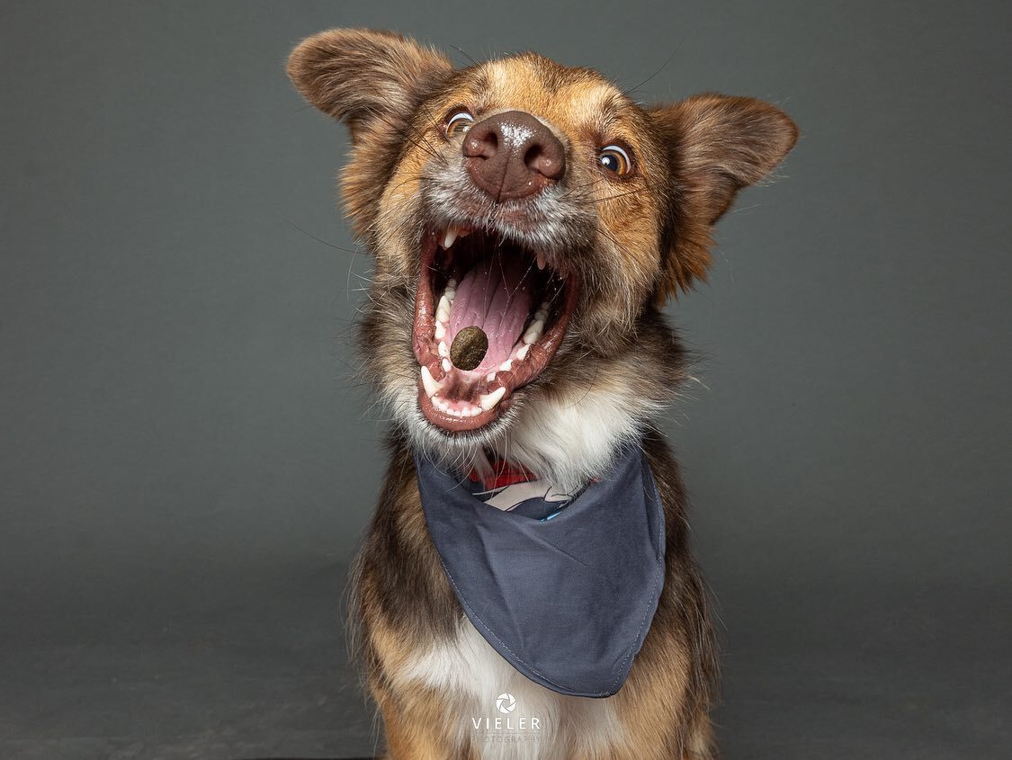 Cachorro Sorridente Cachorro Sorrindo Fotos E Imagens Para Baixar