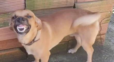 Cachorro Sorrindo Com Dentes