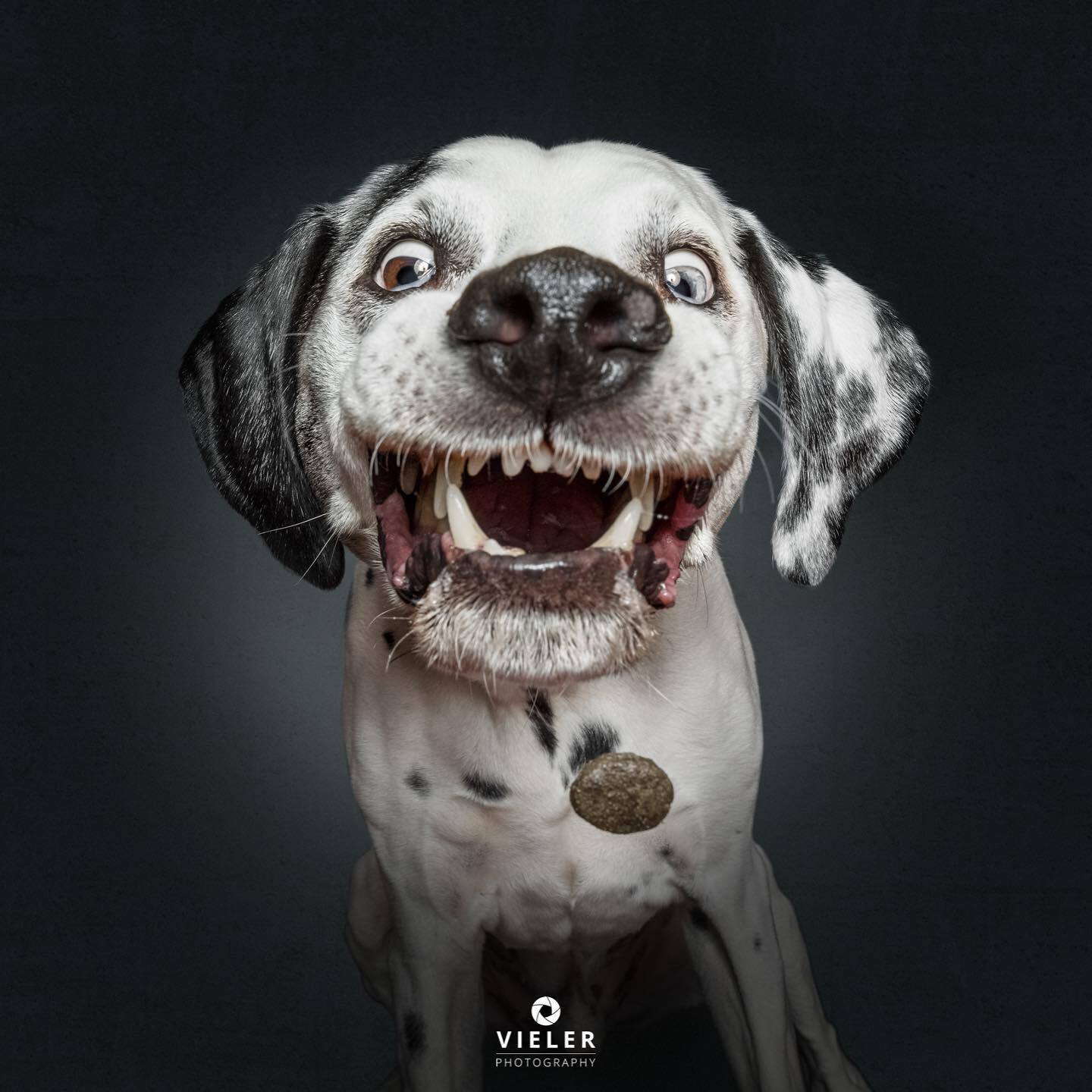Cachorro Sorridente Cachorro Sorrindo Fotos E Imagens Para Baixar