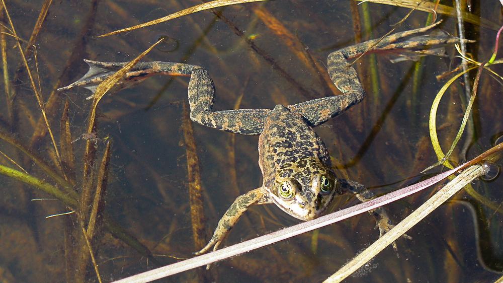 Spotted Frog