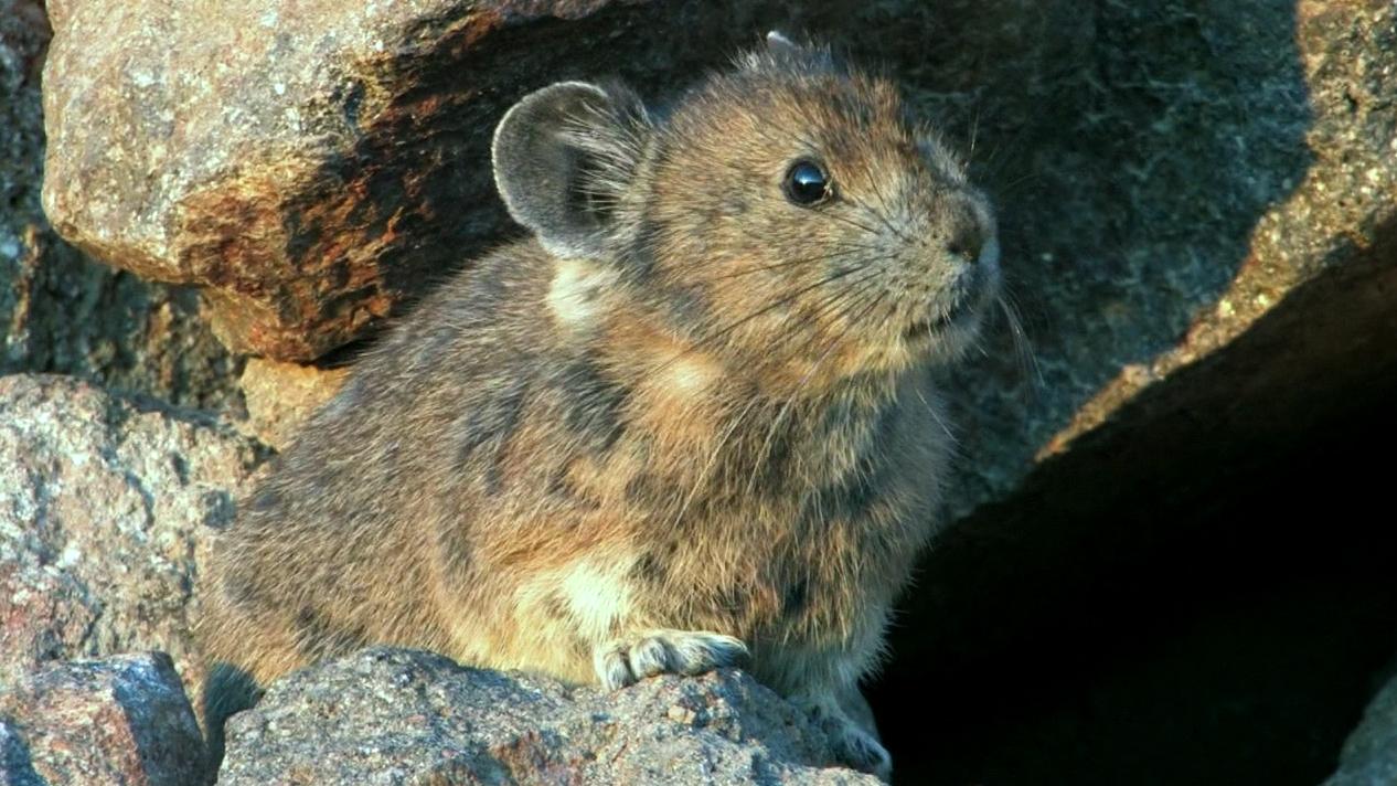 Pikas return to the Gorge — or so researchers think - OPB