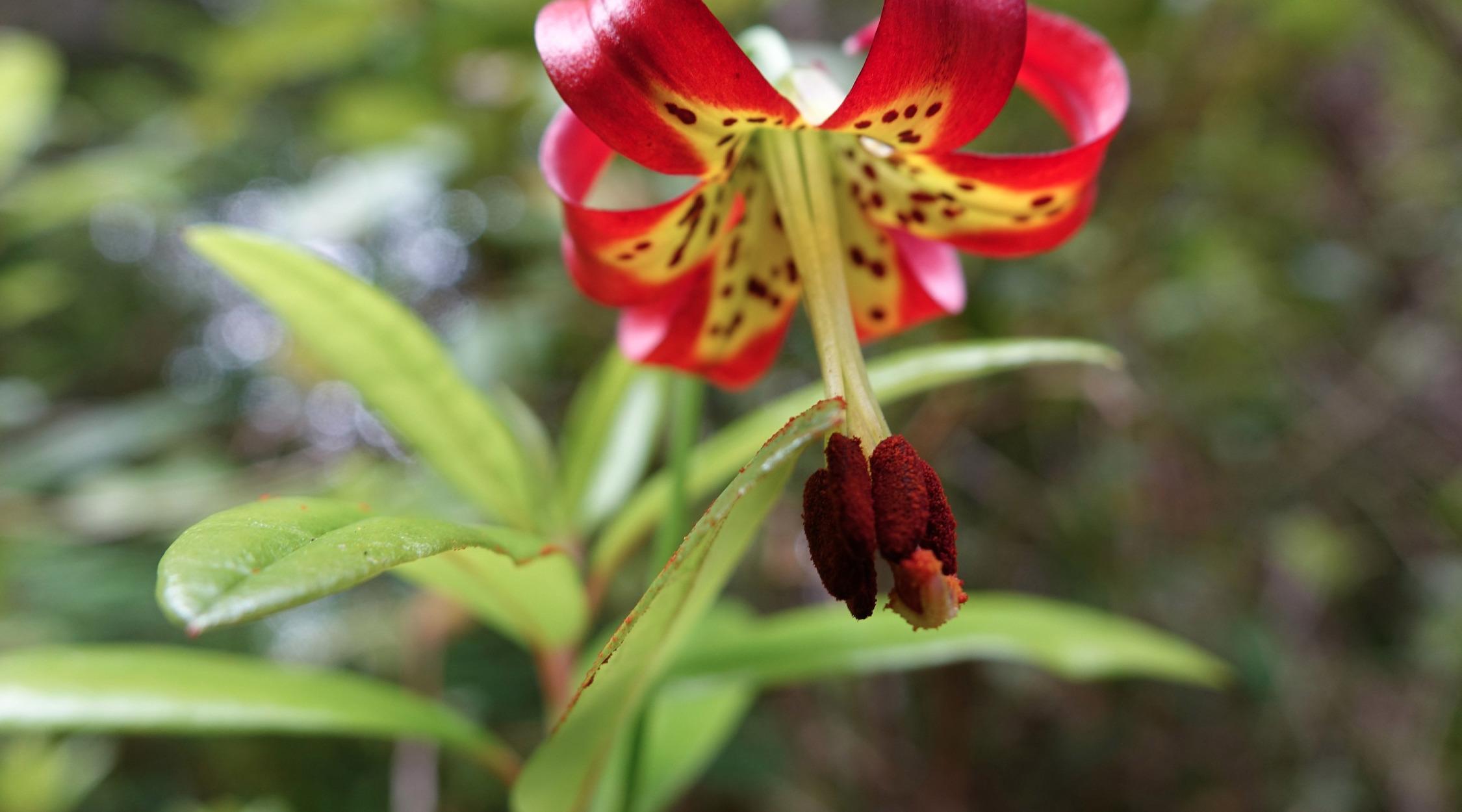 A mysterious, rare bog is full of surprises on Washington’s Olympic ...