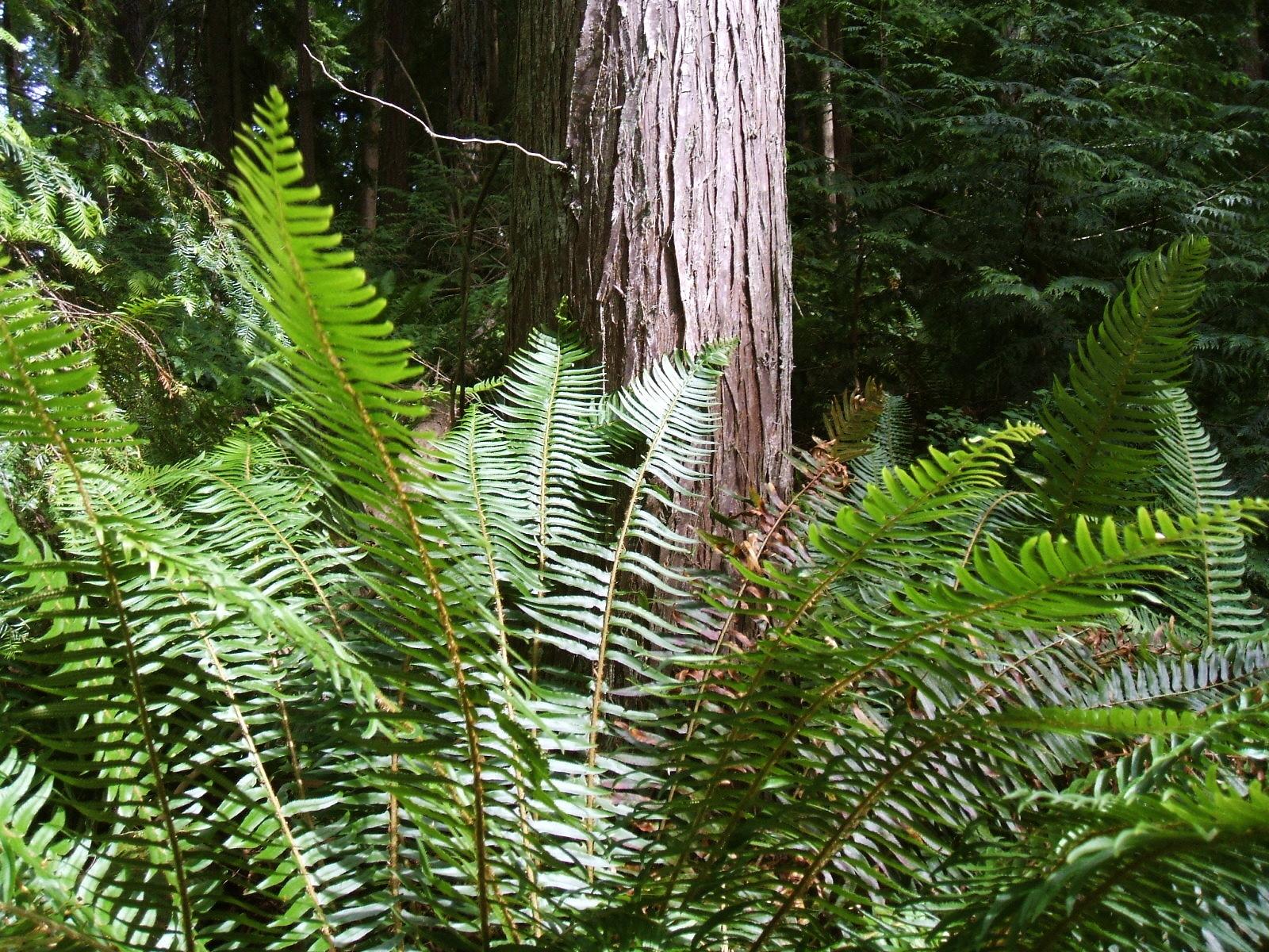 Sword Fern Mystery: Acres Of Dead Forest Plants Puzzle Scientists - OPB