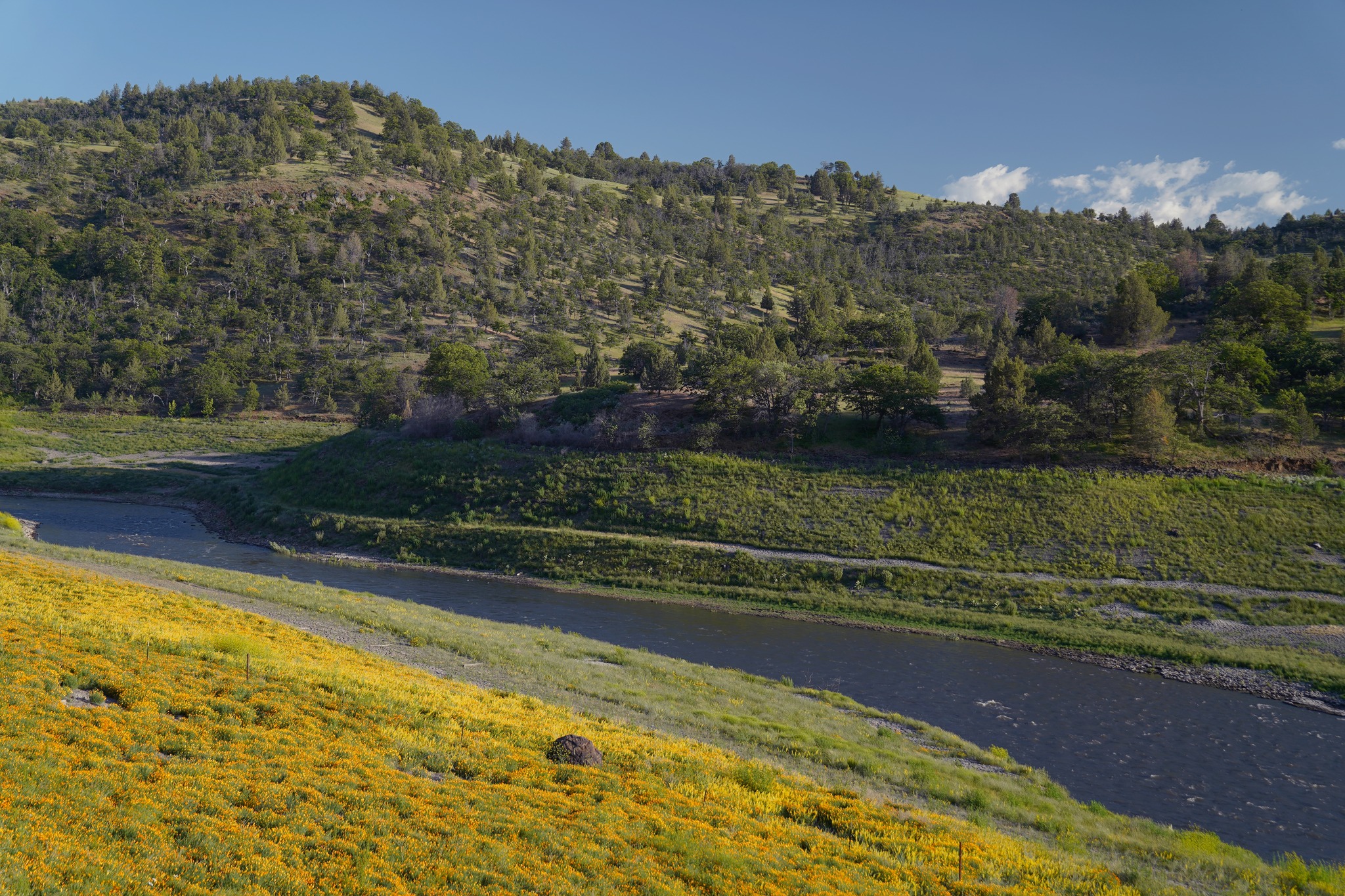 Klamath River ecosystem is booming one year after dam removal ...