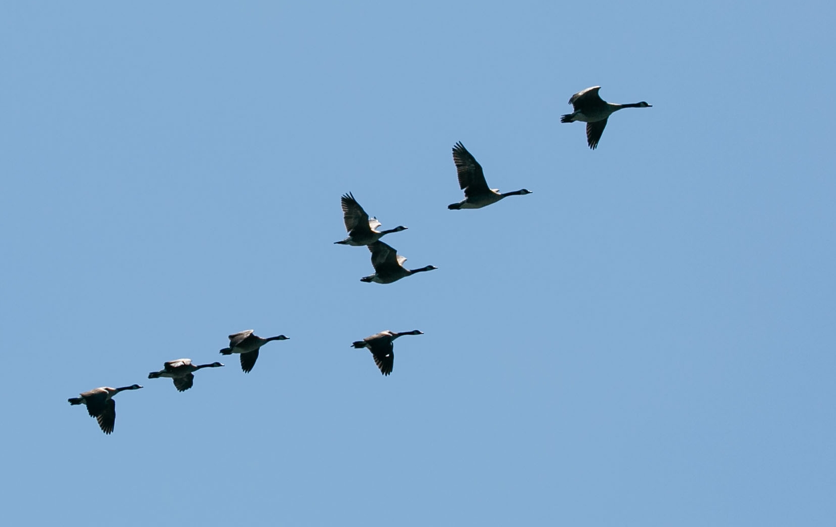 Why Do Some Birds Not Migrate: Unexpected Reasons Revealed - Birds