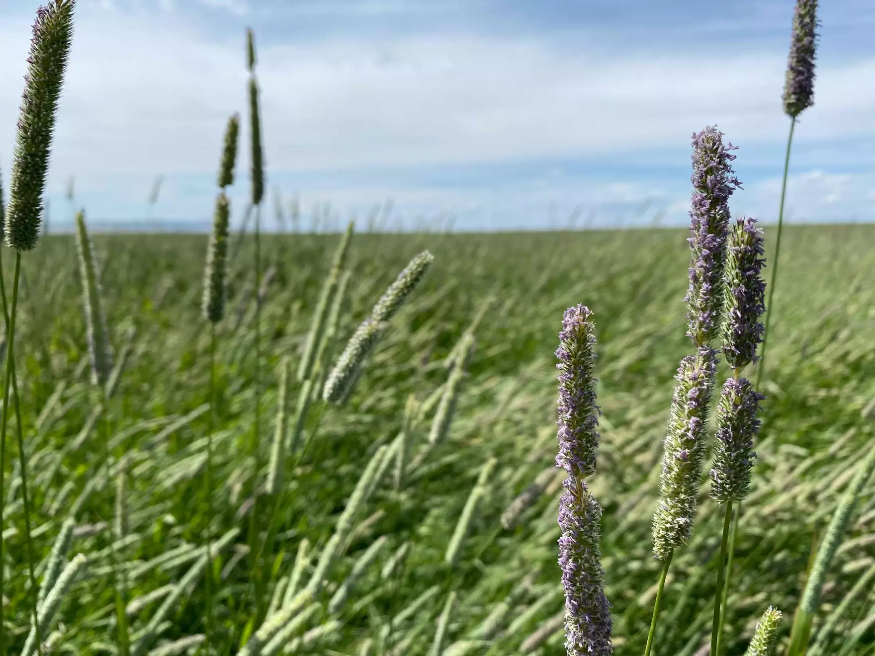 Is Timothy Hay Grown In Australia