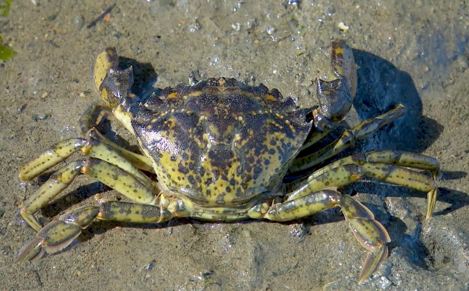 European Green Crab Invasive