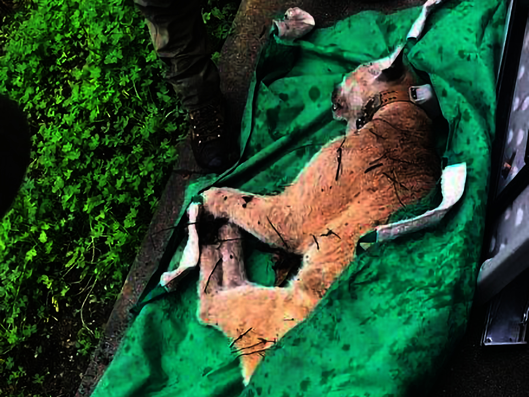 Griffith Park Mountain Lion