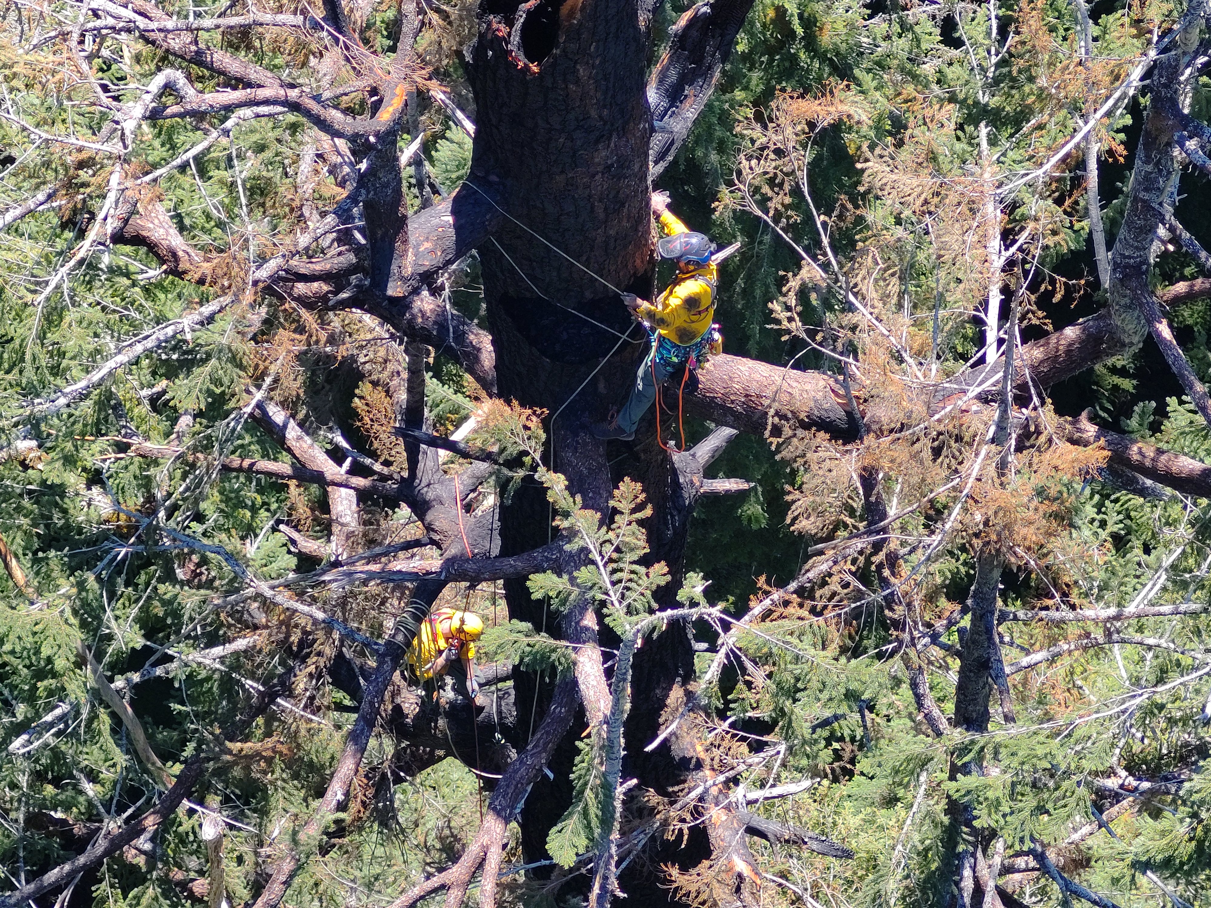Doerner Fir tree in Southern Oregon survives fire but loses its record ...
