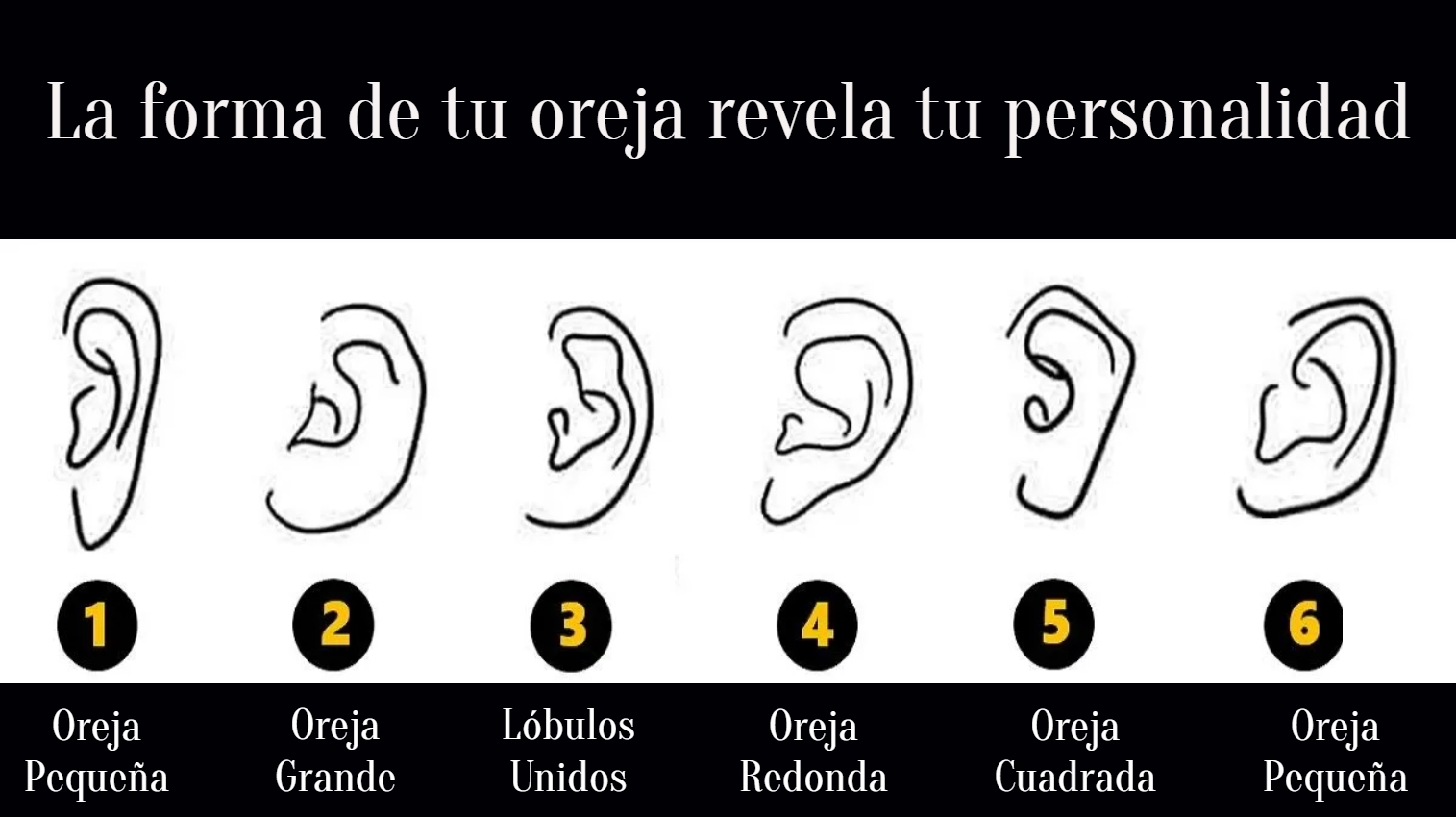 Diferentes Tipos De Formas De Orejas Auriculares Luminosos Con Forma