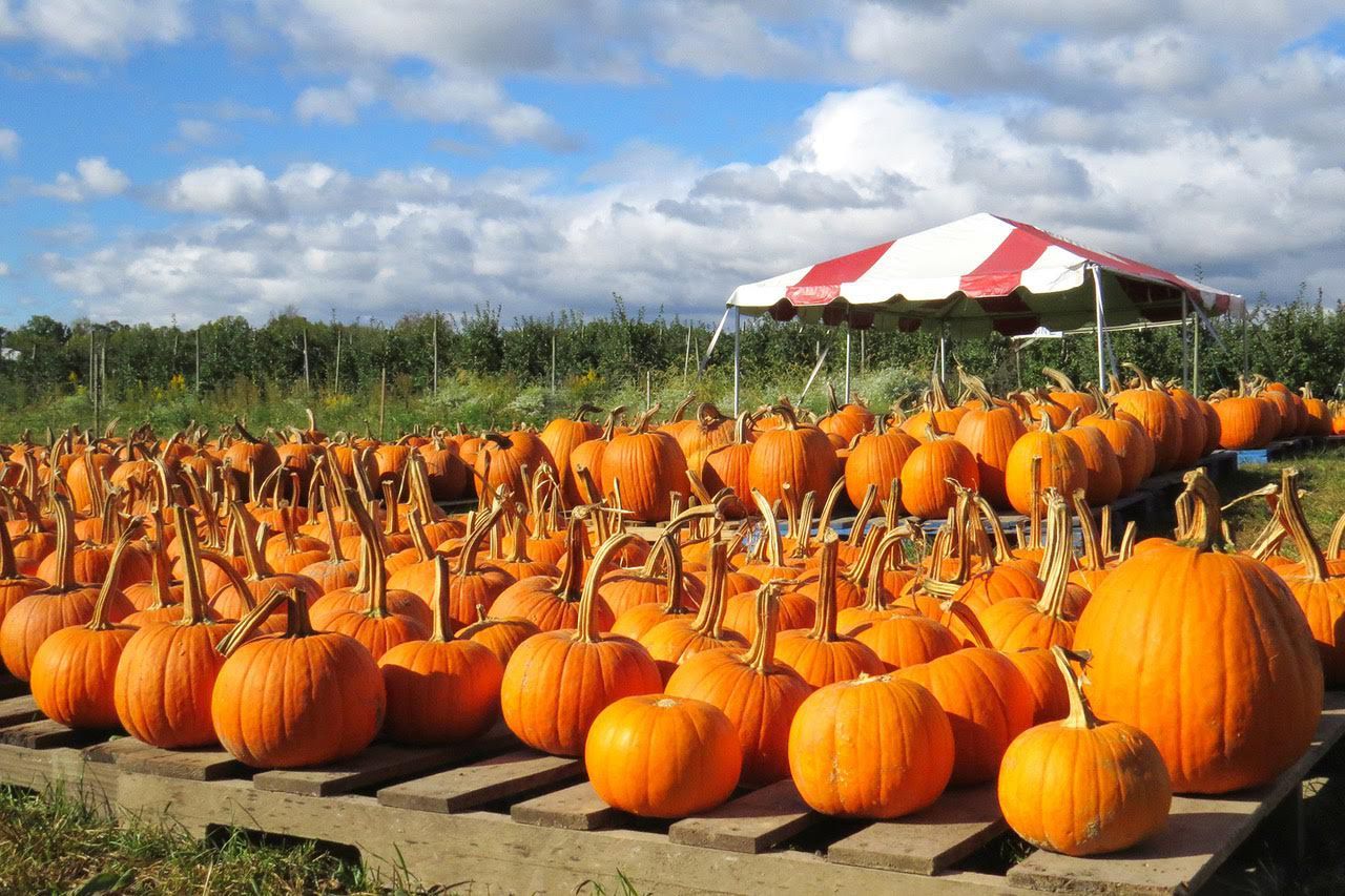 Autumn Farms - Pumpkins, Hayrides, Apple Cider - www.issipakistan.com